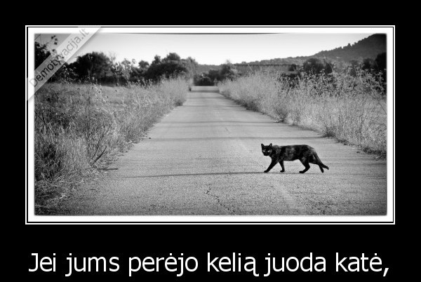 Jei jums perėjo kelią juoda katė, | Demotyvacija.lt