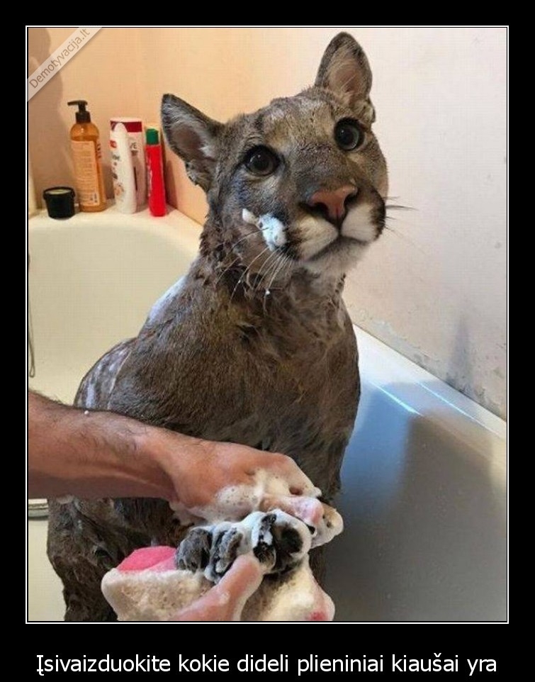 Įsivaizduokite kokie dideli plieniniai kiaušai yra | Demotyvacija.lt