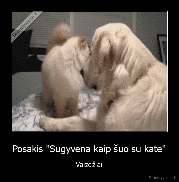 Posakis "Sugyvena kaip šuo su kate" | Demotyvacija.lt
